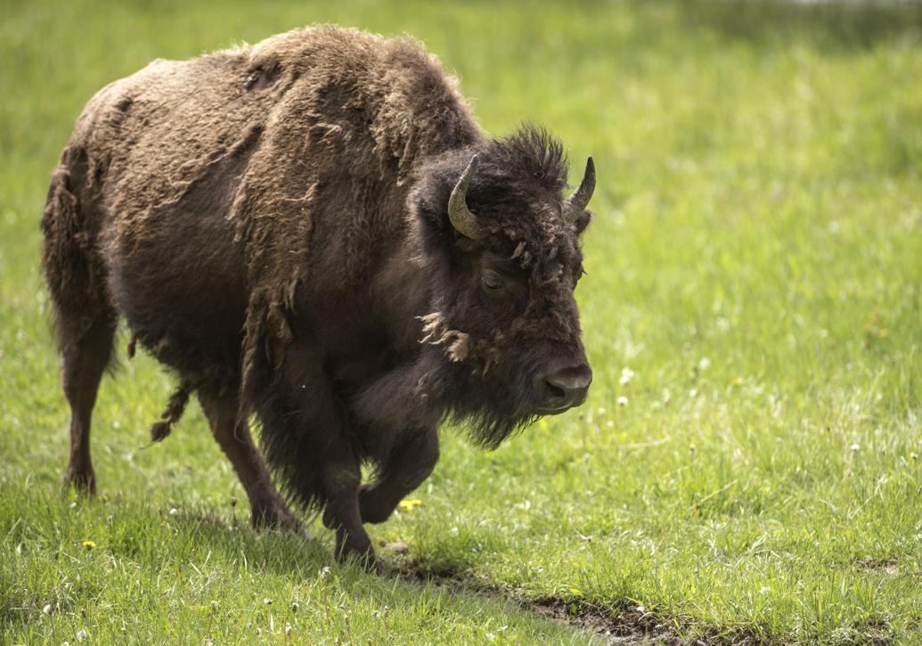 Officials plan to cull between 500 and 700 Yellowstone bison this ...