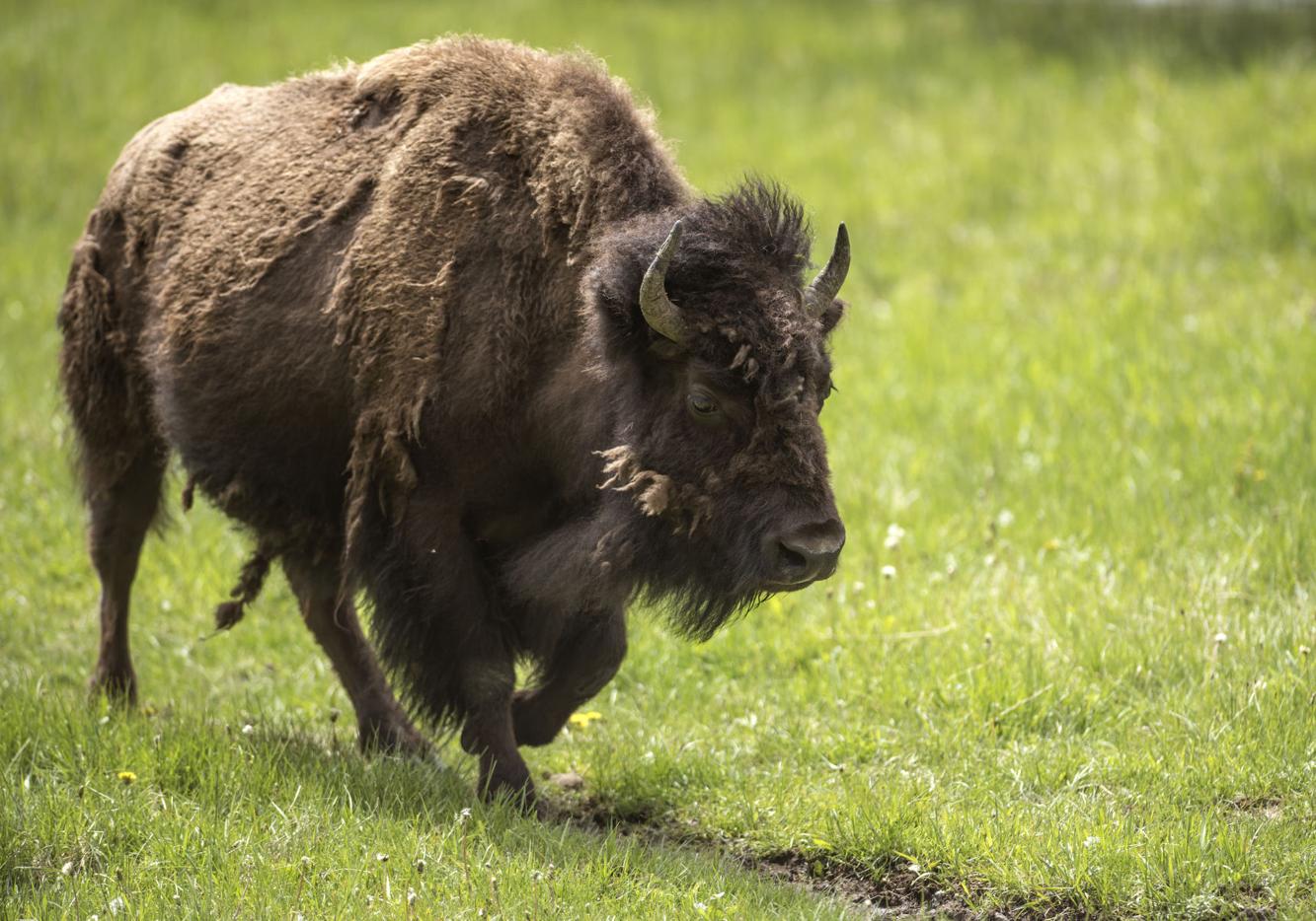 Officials plan to cull between 500 and 700 Yellowstone bison this ...