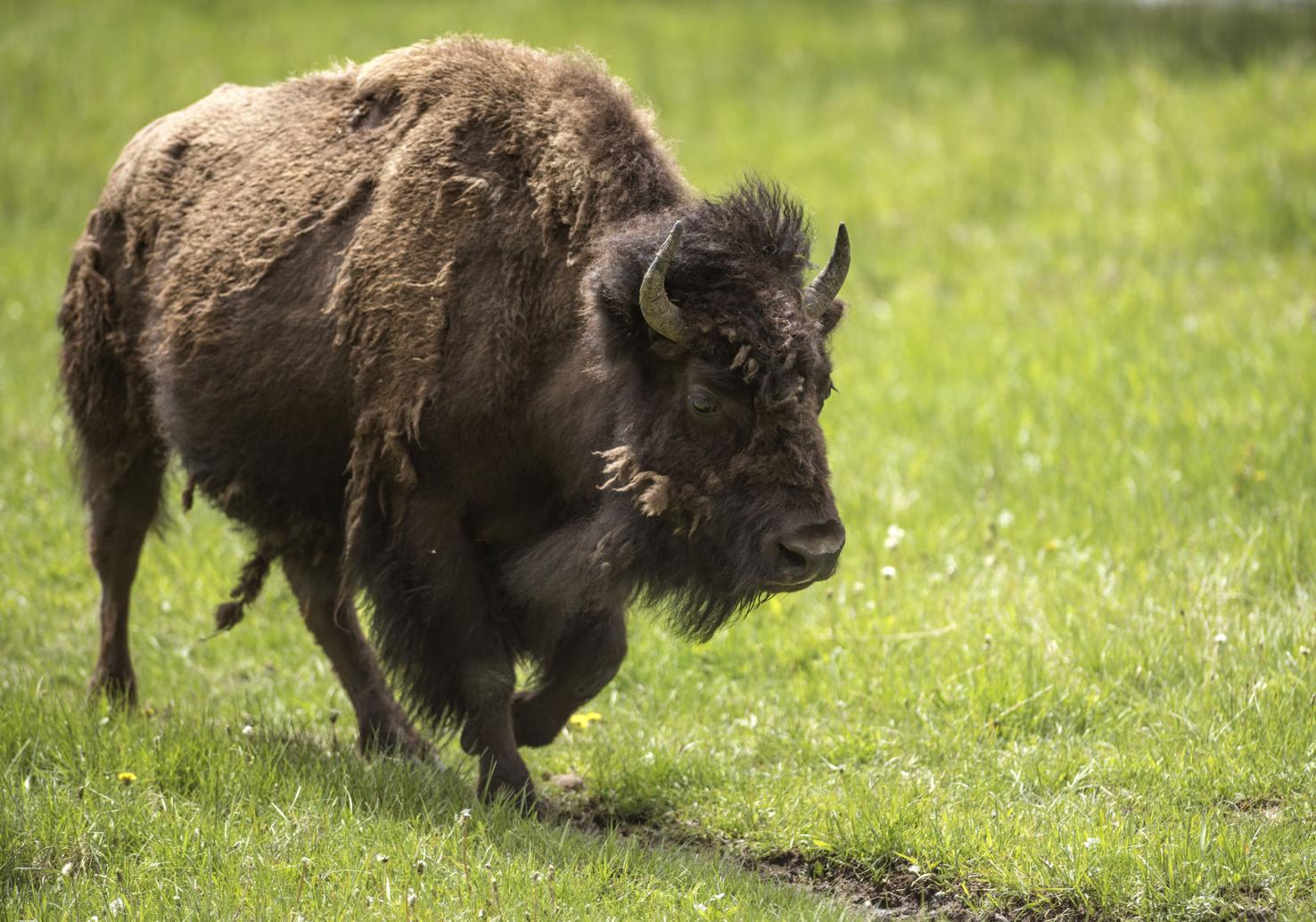 Officials plan to cull between 500 and 700 Yellowstone bison this ...