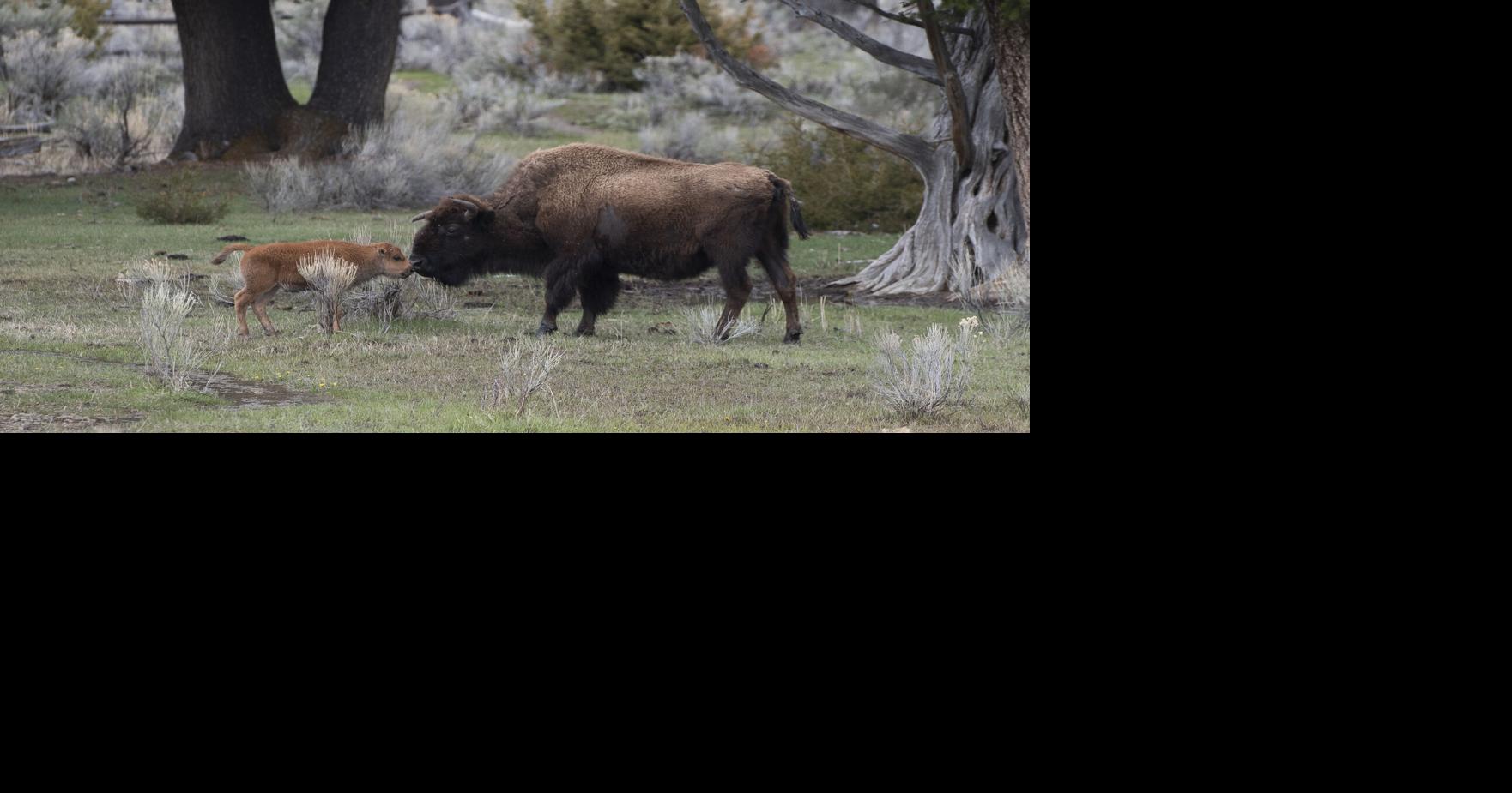 Feds agree to evaluate listing Yellowstone bison population under ...