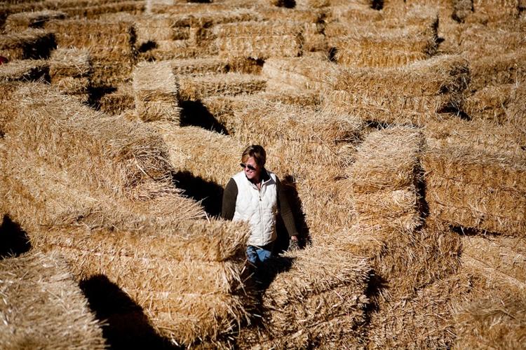 strawbale maze