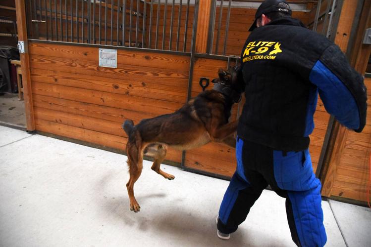 From Nairobi to Livingston: How Svalinn dogs are redefining personal ...