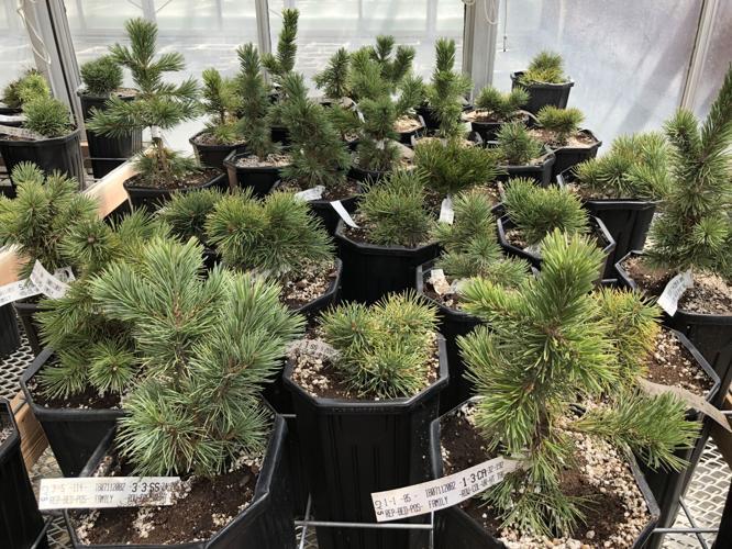 Roots of knowledge: MSU research could help whitebark pine restoration ...