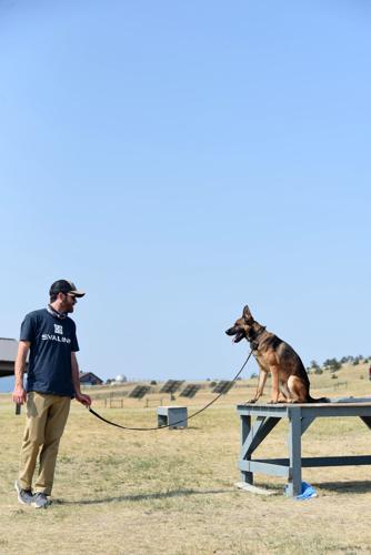 From Nairobi to Livingston: How Svalinn dogs are redefining personal ...