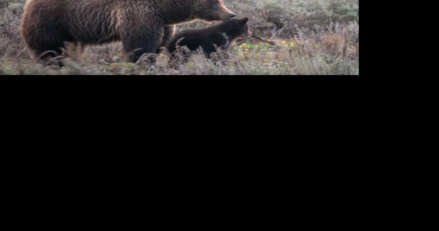 NCDE grizzly bears expand range by 12%, GYE range declines | News ...