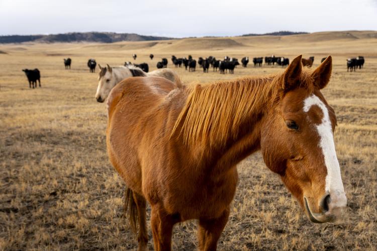Open Spear Ranch | | bozemandailychronicle.com