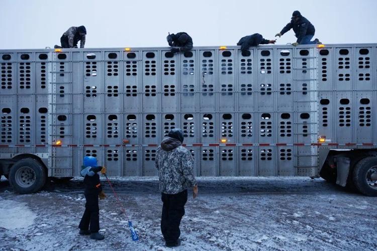 How the Fort Peck Tribes built a bison blueprint | News ...