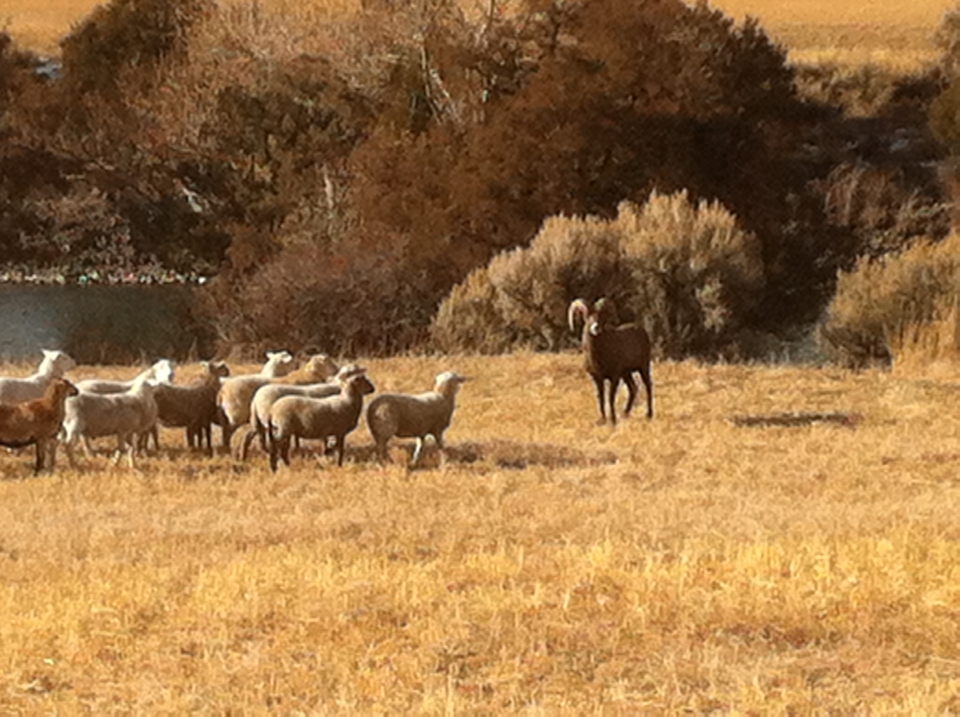 Bighorn sheep mingle with Gardiner domestic sheep | Wildlife ...