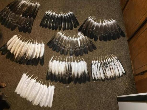Man who killed eagles, sold feathers, ordered to prison, to pay nearly ...