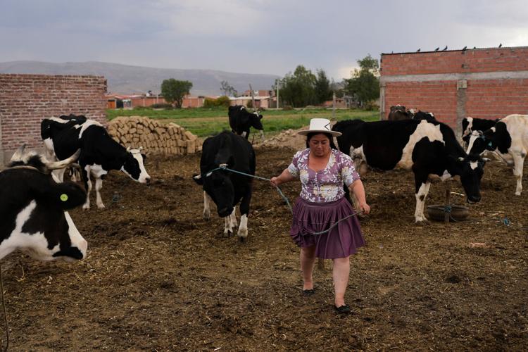 Photos of Bolivian cholitas embracing the bell skirt as a symbol of ...