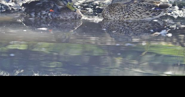 Duck, duck, dart | News | bozemandailychronicle.com