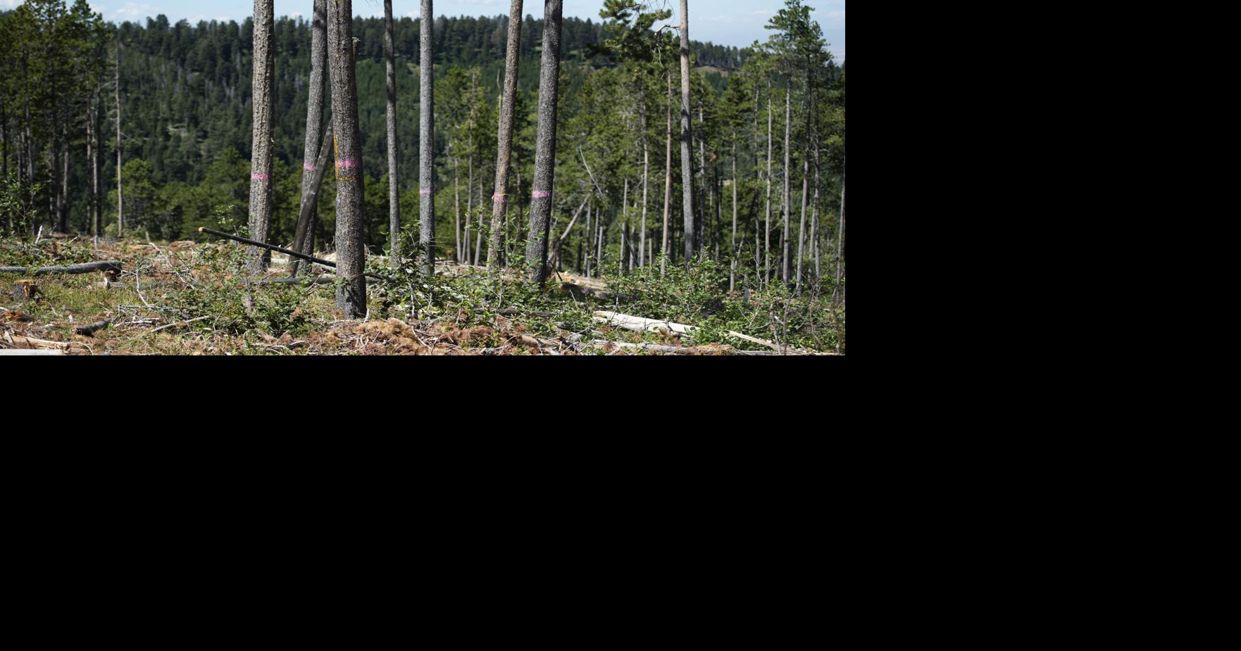 Daines, Rosendale talk forest management at Western Caucus roundtable ...