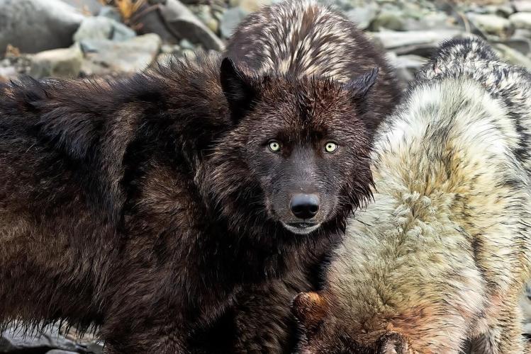 'Where do wolves get to be wolves?' What happens when canis lupus ...