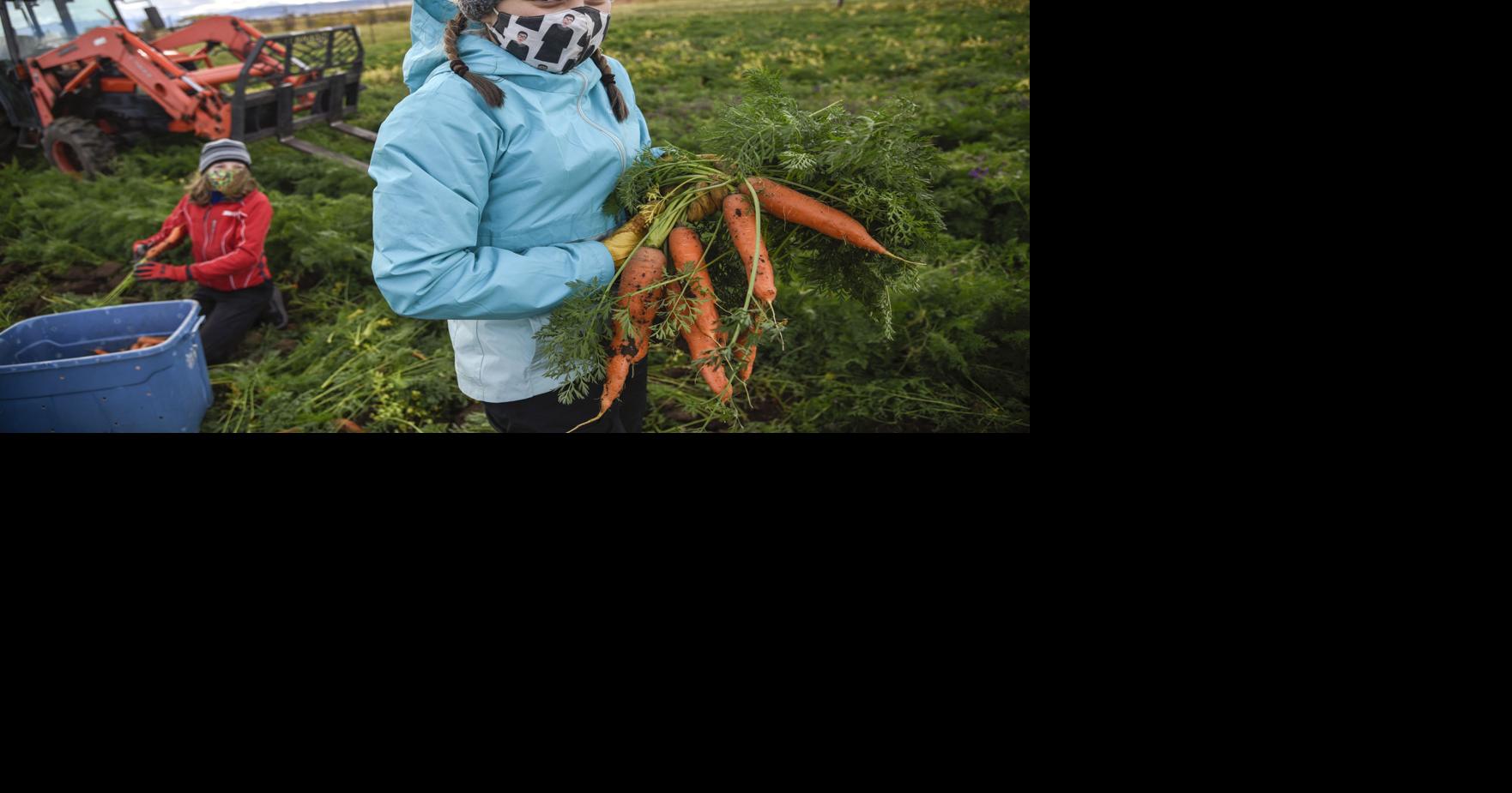 Bozeman food bank seeks volunteers to harvest donated carrots | News ...