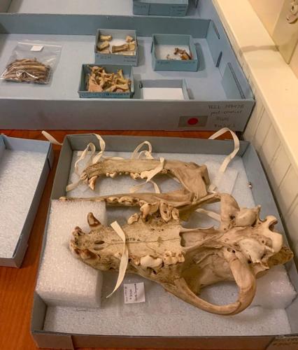 Yellowstone wolf's skeleton testifies to a wild life | News ...