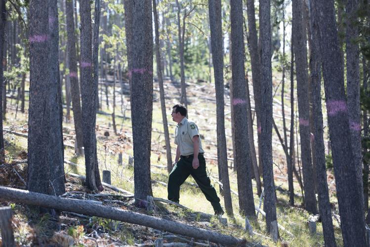 'On the ground': Crews making headway on timber project south of ...