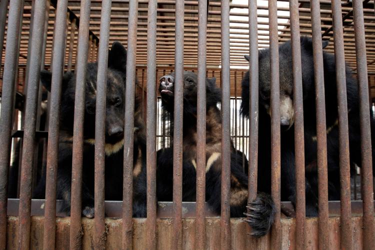 South Korea will end breeding of bears and extraction of their bile ...