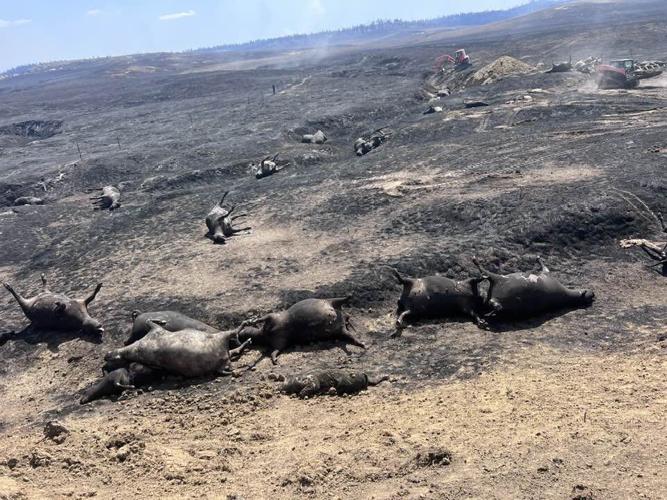 190,000-acre burn challenges eastern Montana ranchers | News ...