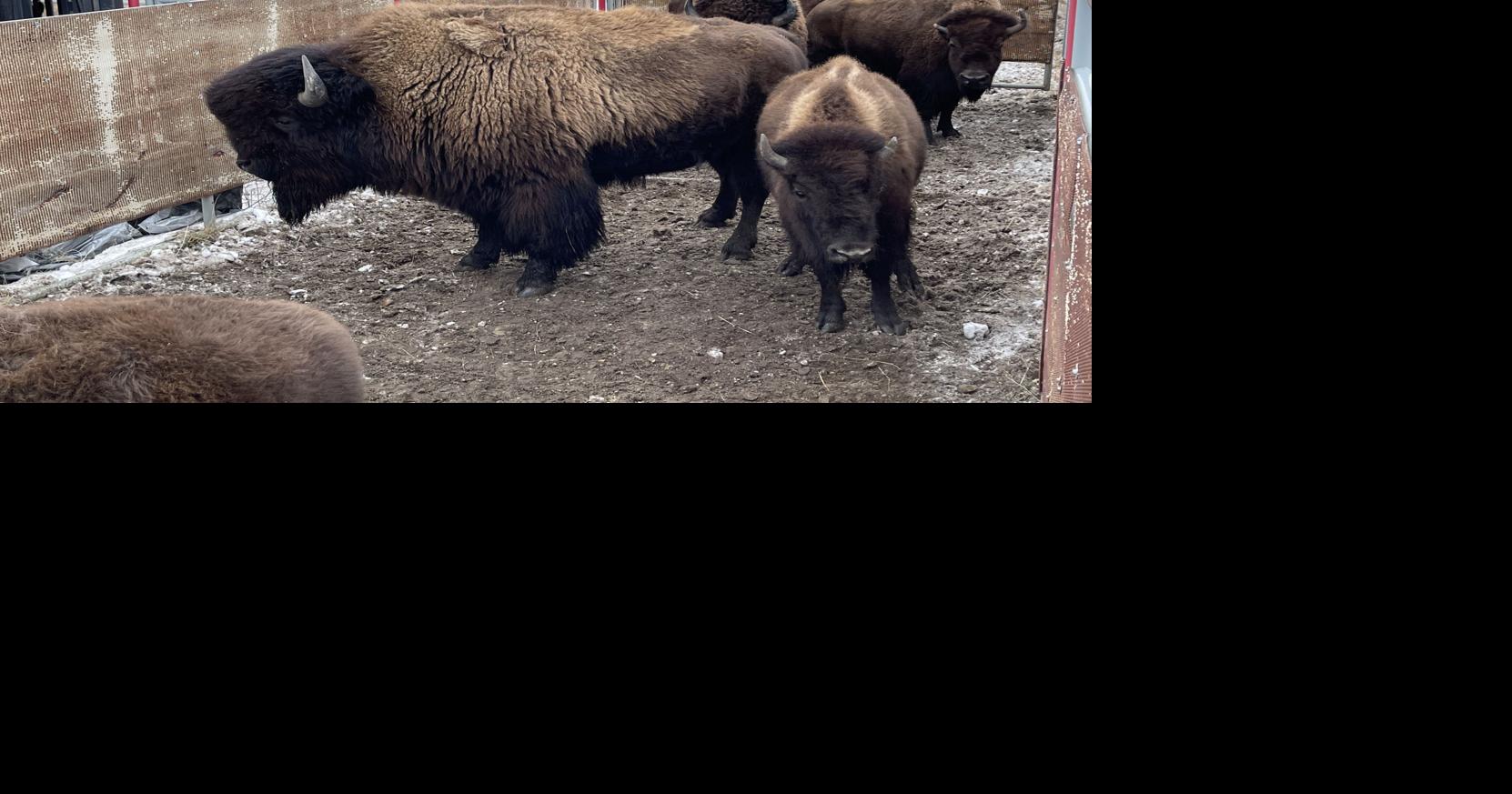56 brucellosis-free Yellowstone bison transferred to tribal lands in ...