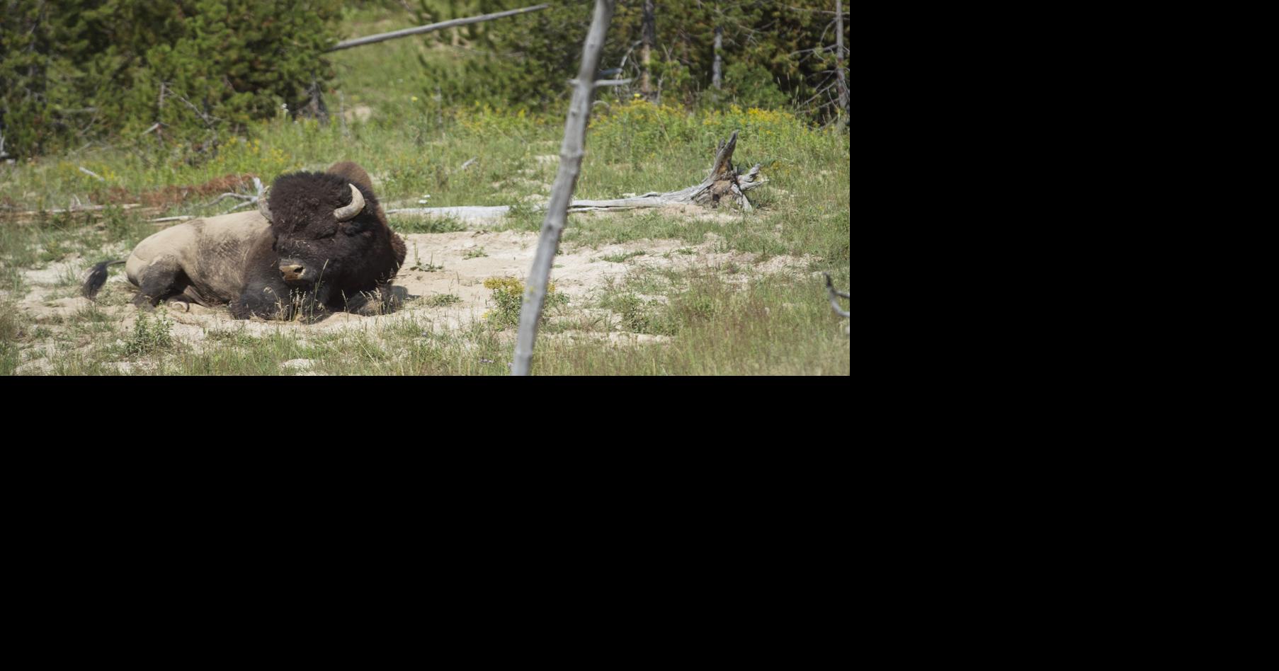 Officials recommend culling 600 to 900 Yellowstone bison this winter ...
