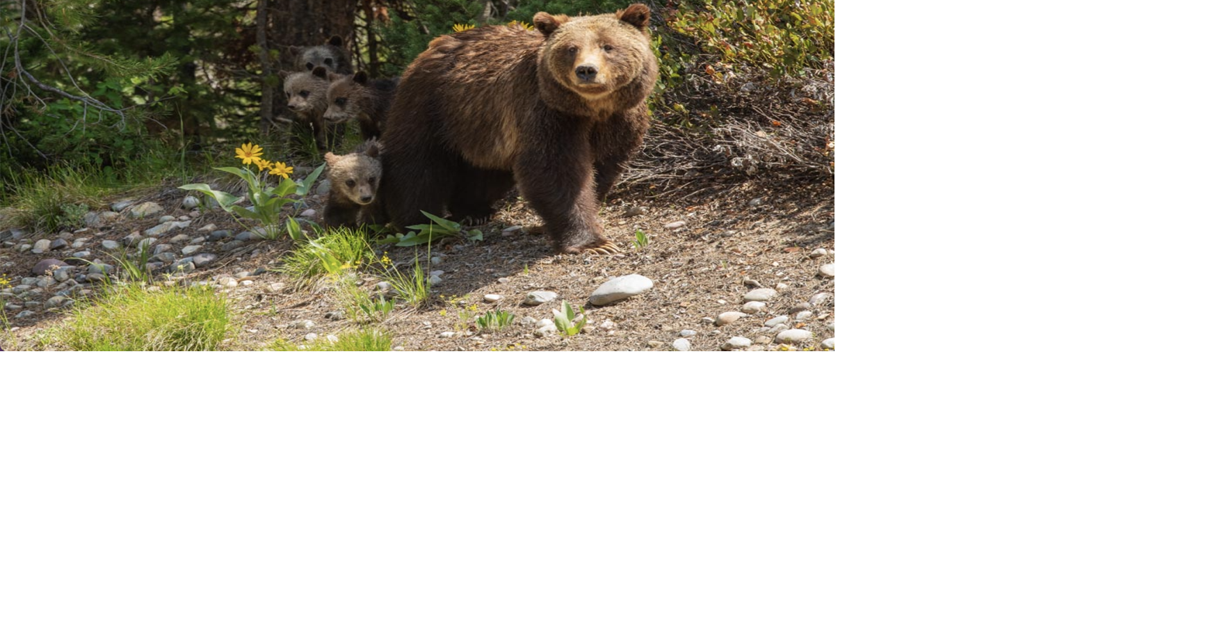 Bear witness: Filmmaker Elizabeth Leiter discusses '399: Queen of the ...