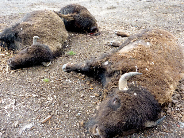 Semi crash claims lives of 3 bison | News | bozemandailychronicle.com