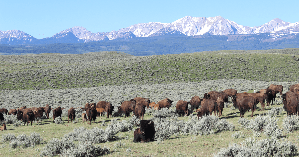 Audubon honors North Bridger Bison, Montana ranches for conserving bird ...
