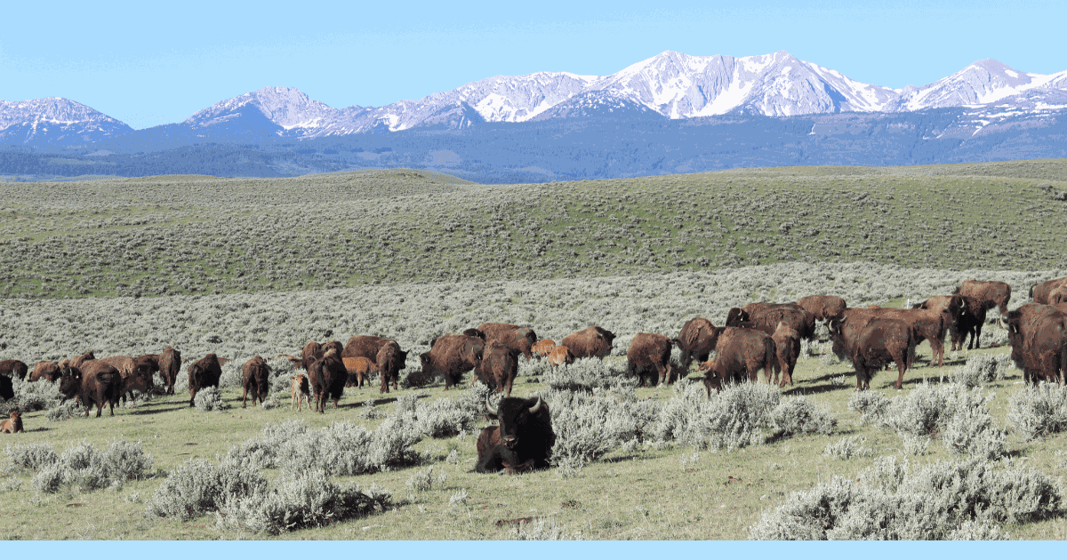Audubon honors North Bridger Bison, Montana ranches for conserving bird ...