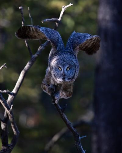 As AI proliferates, outdoor photographers and editors struggle to sort ...