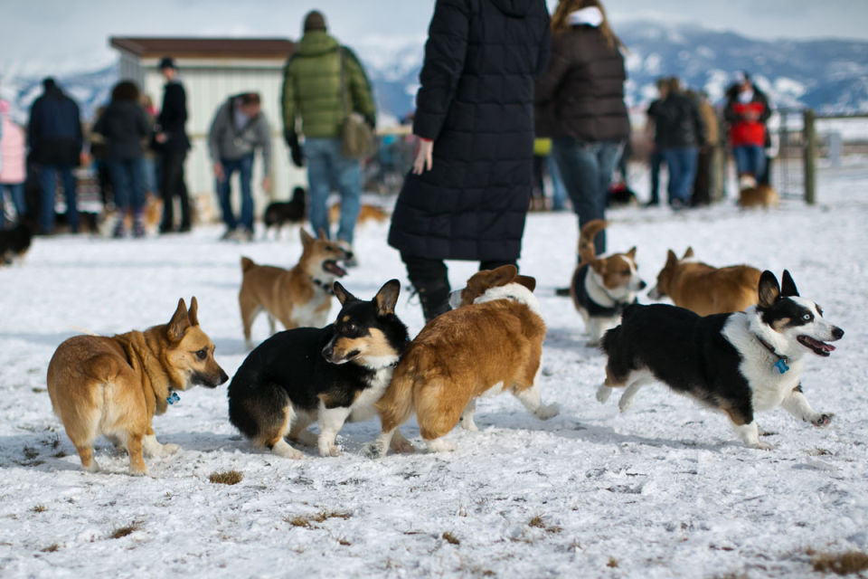 Corgis in the Snow 2014 | Featured | bozemandailychronicle.com