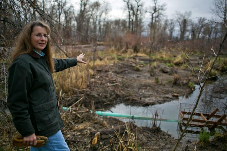 Dam pipes save beavers and ditches | Wildlife | bozemandailychronicle.com