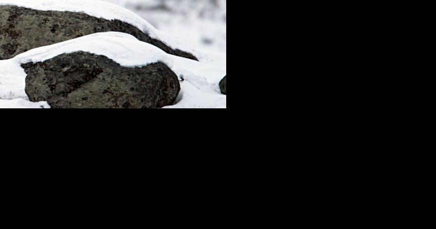 Yellowstone wolf population rebounds in wake of heavy Montana hunter ...