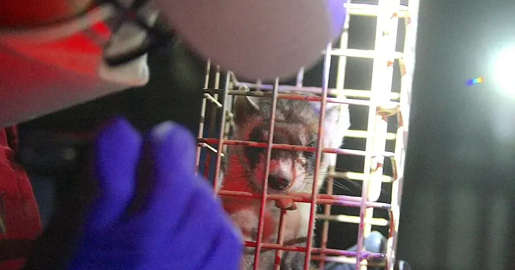 wild non-reproducing female ferret kit