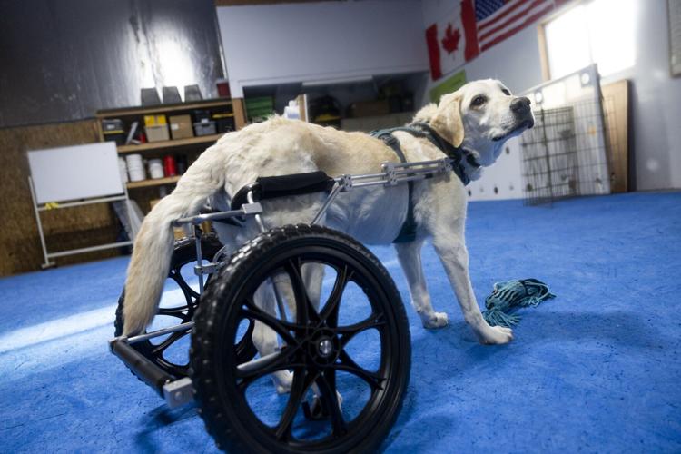 Working Dogs for Conservation to host open house in Missoula | News ...