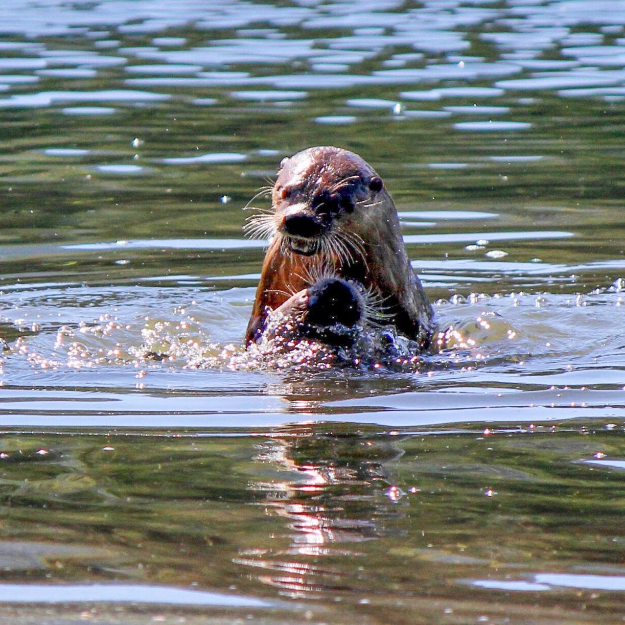 otter attack malaysia