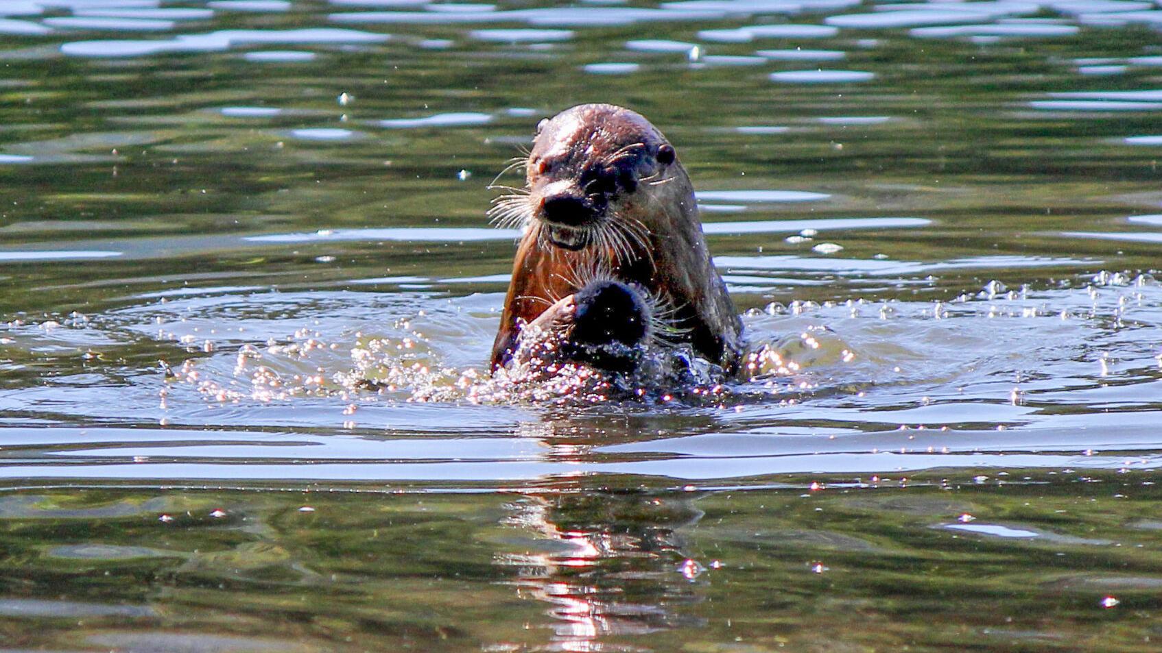 otter attack jefferson river