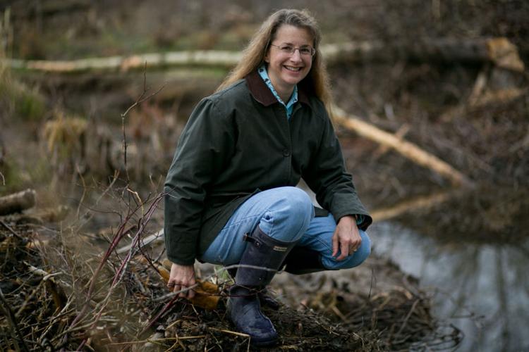 Dam pipes save beavers and ditches | Wildlife | bozemandailychronicle.com