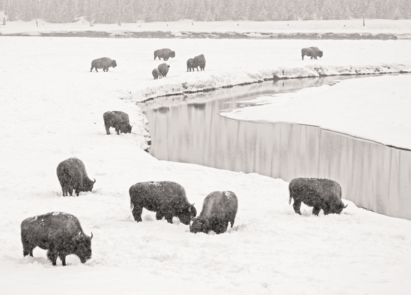 Citizens group discusses bison management issues | News ...
