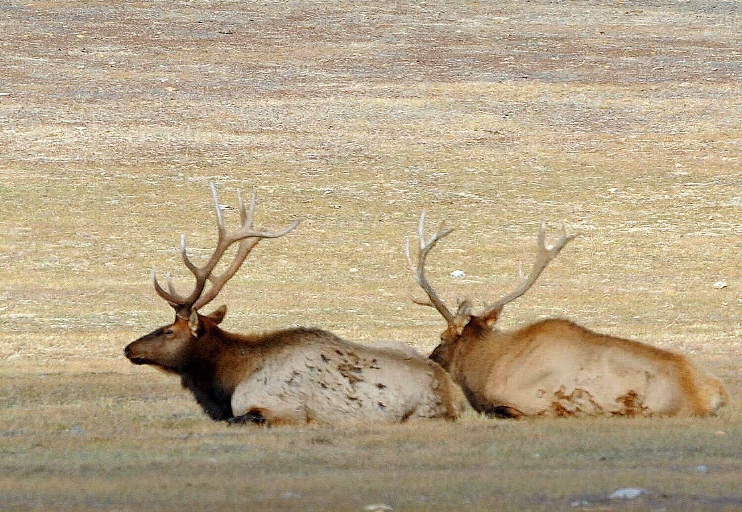 Half of Montana elk hunters succeed on public lands | News ...