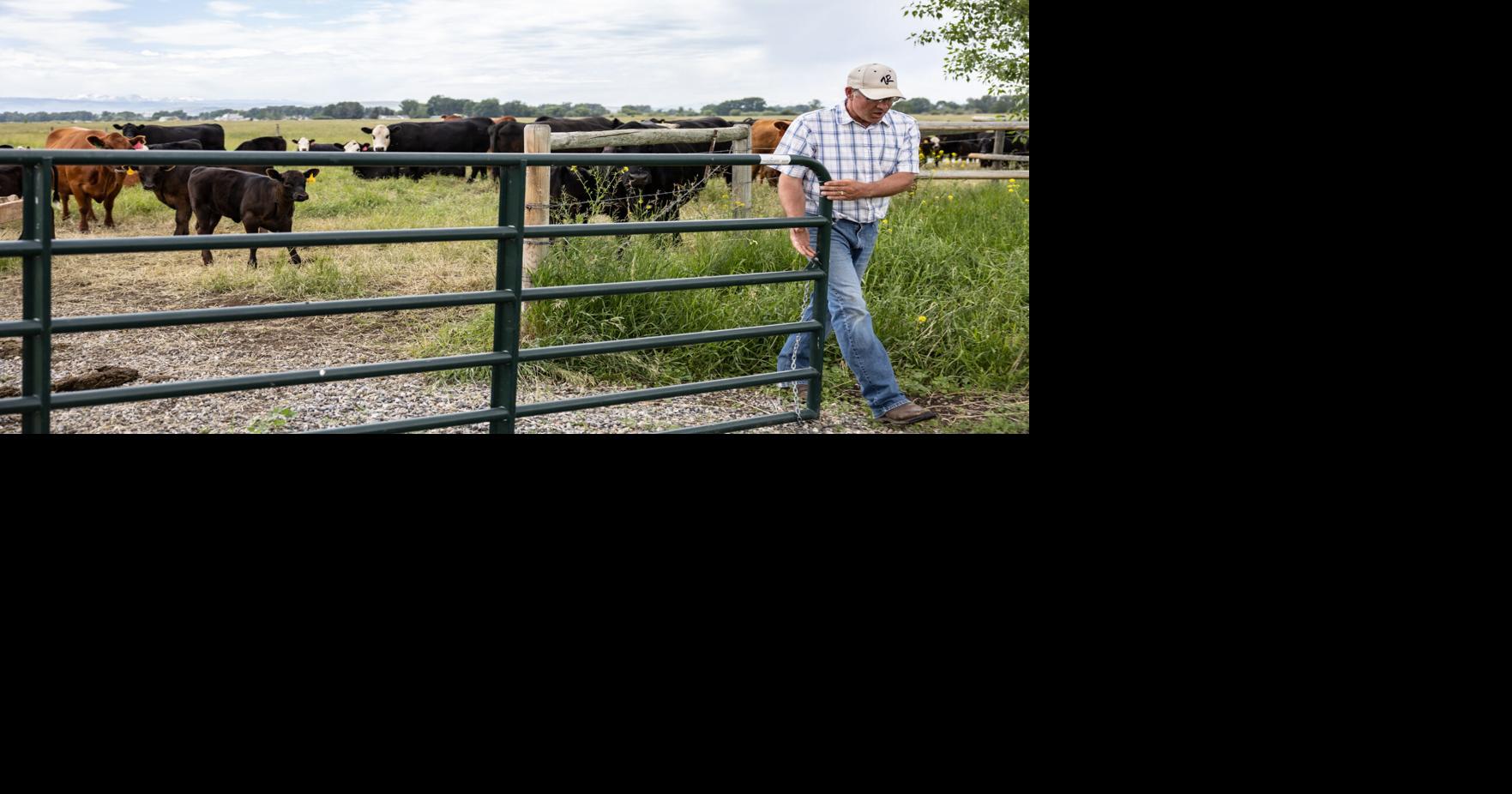 ‘I don’t know how the story ends’: As Bozeman grows, agriculture adapts ...