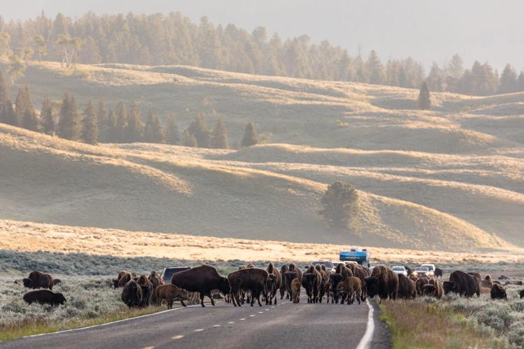 Livestock department, Yellowstone exchange blows in annual bison ...