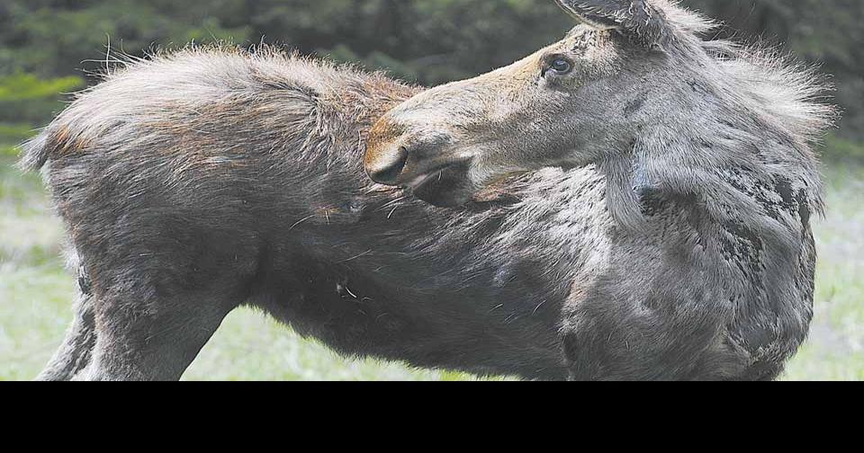 FWP launching long-term study of dwindling moose populations | Wildlife ...
