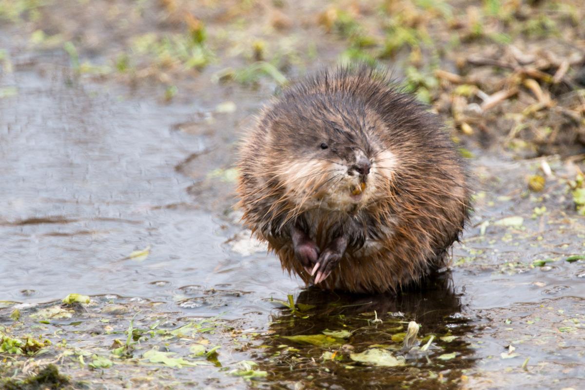 Flora and Fauna: Common Muskrat | Flora and Fauna ...