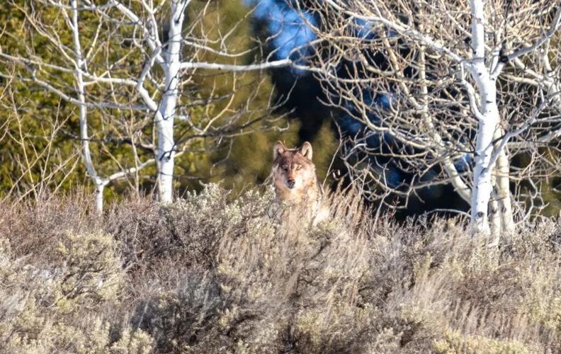Did restoring wolves to Yellowstone save the park’s aspen trees? | News ...
