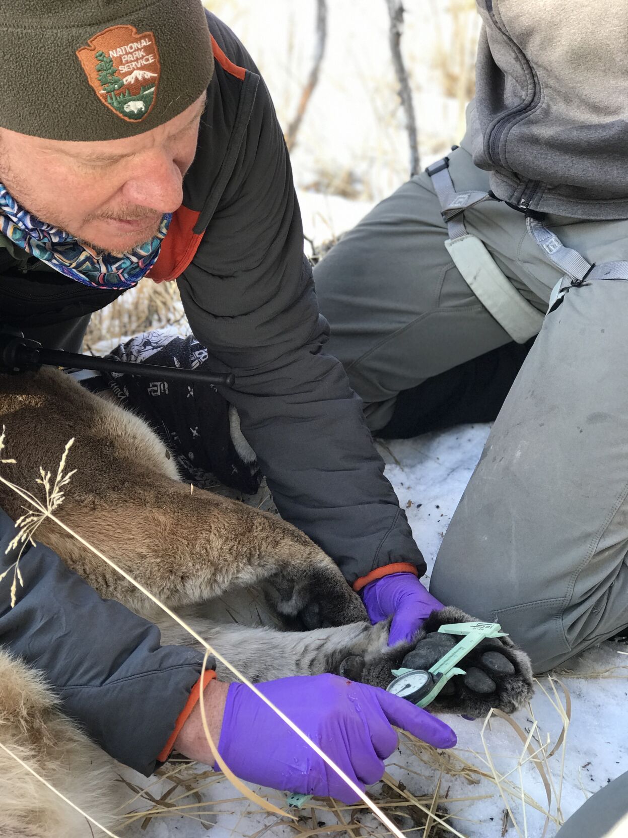 'Moving forward': New leader for Yellowstone Wolf Project talks ...