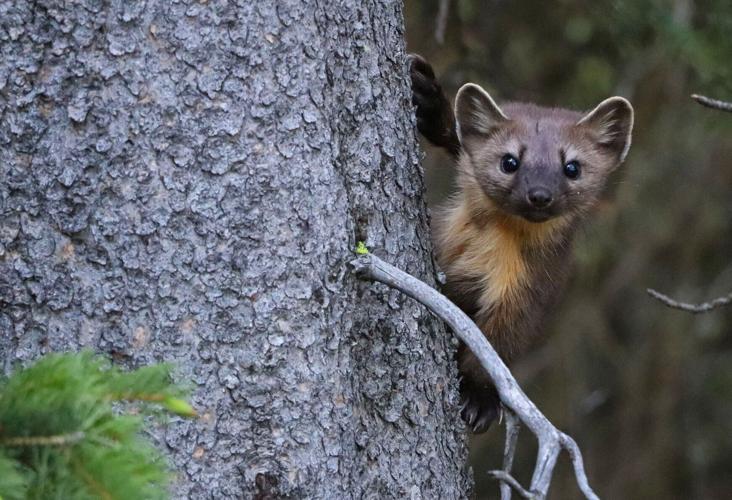 Yellowstone posting provides photographic feast for Falgoust | Wildlife ...