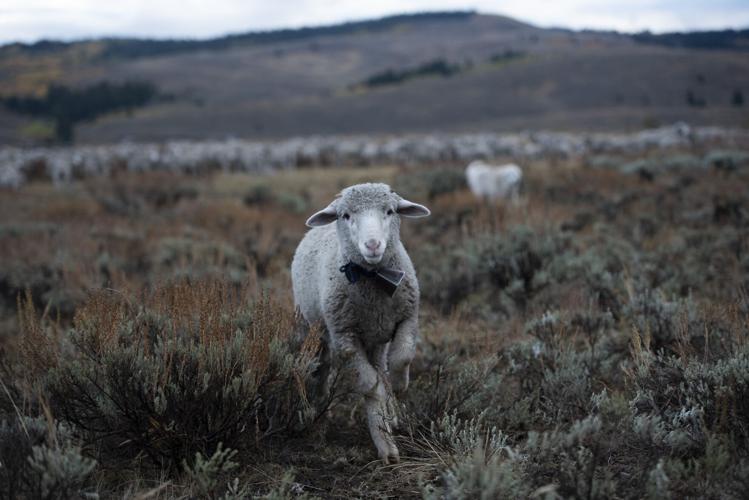 ‘Lost art’: Southwest Montana ranchers hold on to sheep grazing ...
