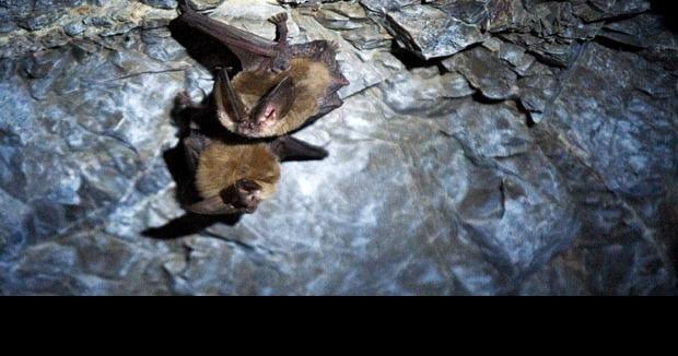 Batty for Bats | News | bozemandailychronicle.com