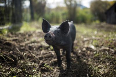 Some pig | | bozemandailychronicle.com