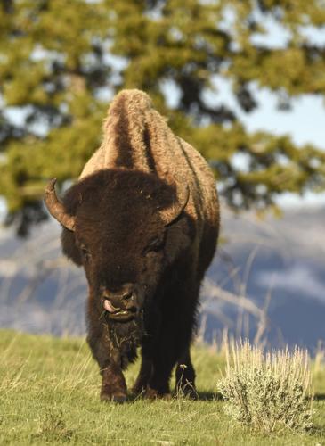 bison rules
